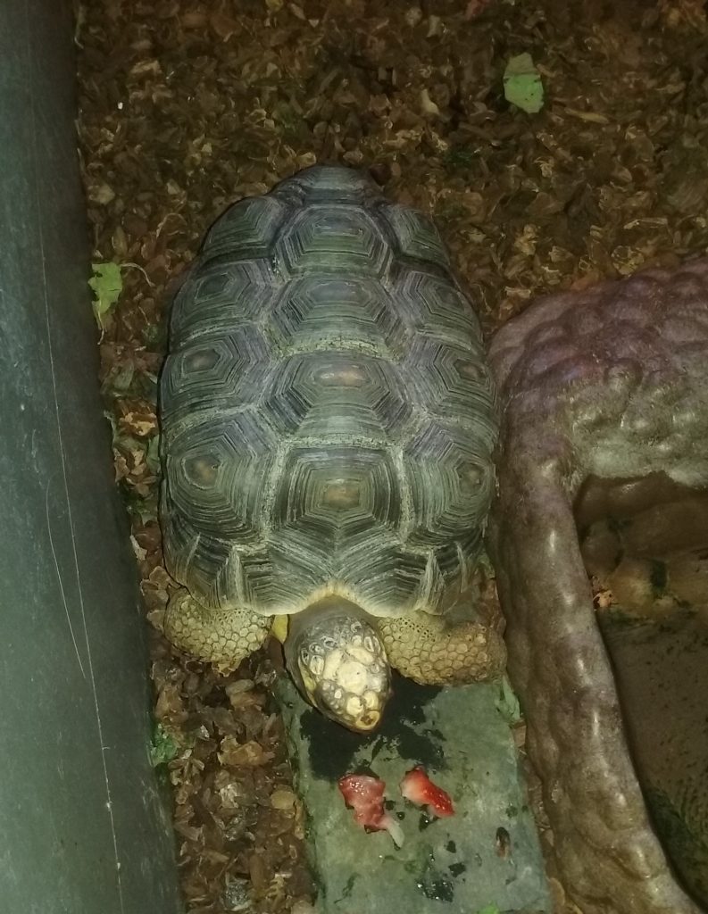 How we started – Big and Small Tortoise Rescue and Sanctuary