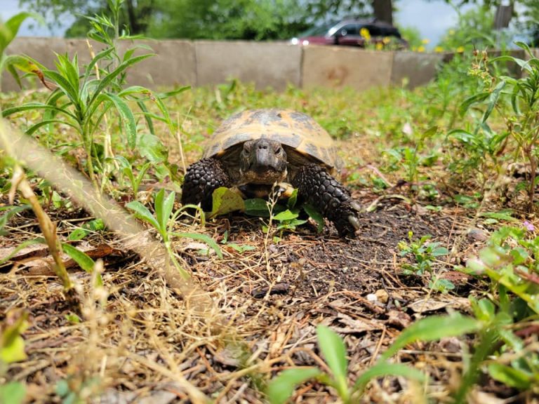 Sanctuary Tortoises – Big and Small Tortoise Rescue and Sanctuary