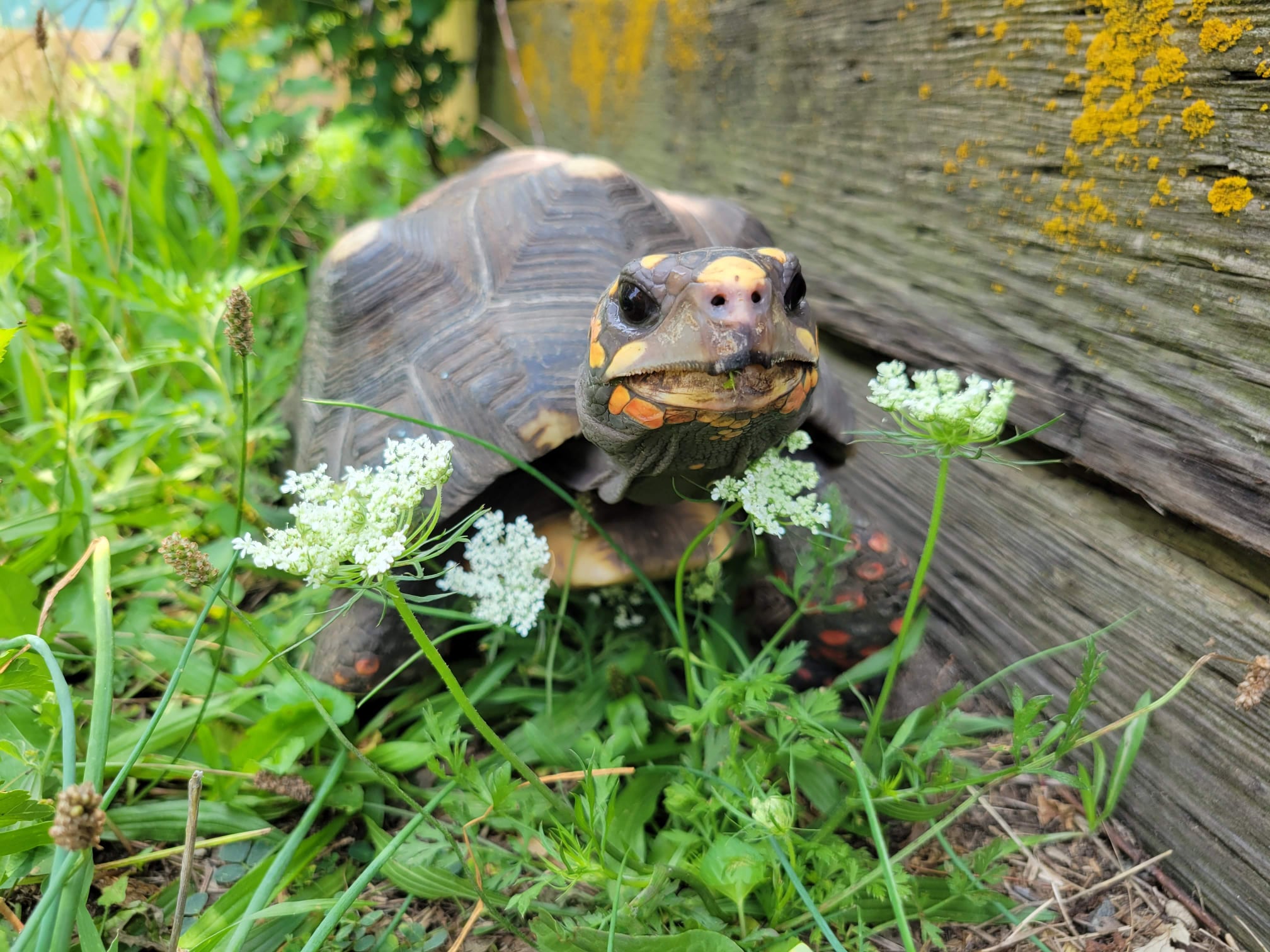 Sanctuary Tortoises – Big and Small Tortoise Rescue and Sanctuary