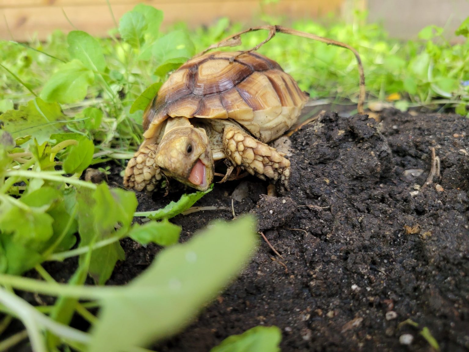 Sanctuary Tortoises – Big and Small Tortoise Rescue and Sanctuary
