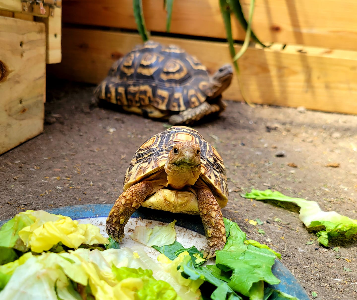 Sanctuary Tortoises – Big and Small Tortoise Rescue and Sanctuary