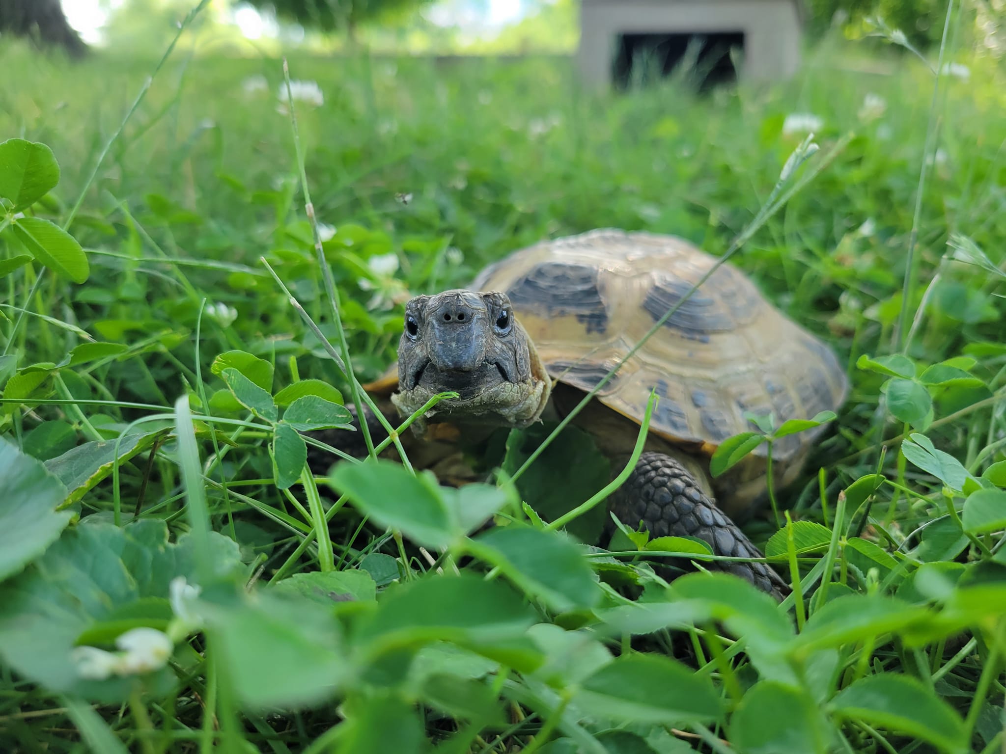 Our Facility – Big and Small Tortoise Rescue and Sanctuary