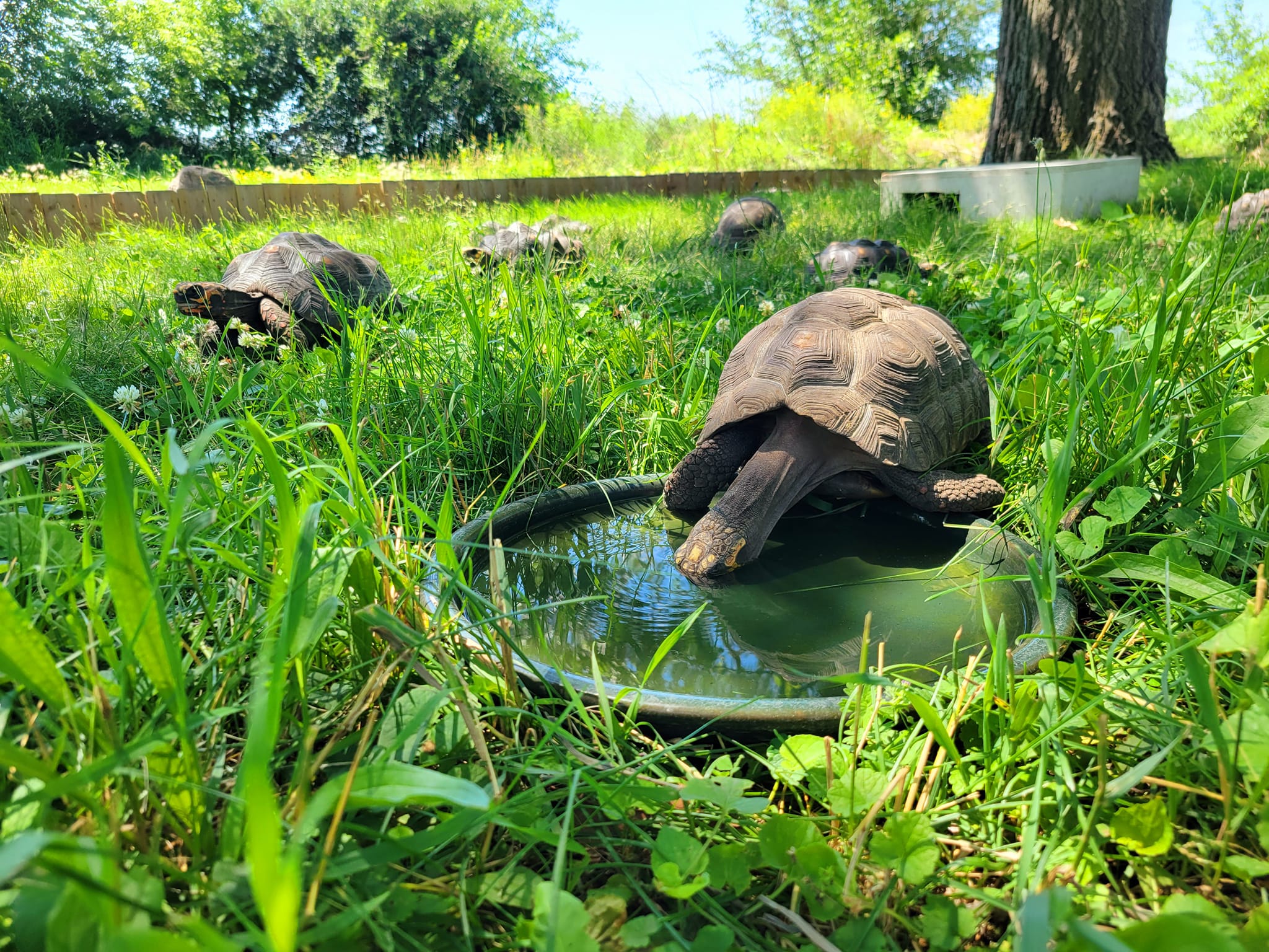 Our Facility – Big and Small Tortoise Rescue and Sanctuary