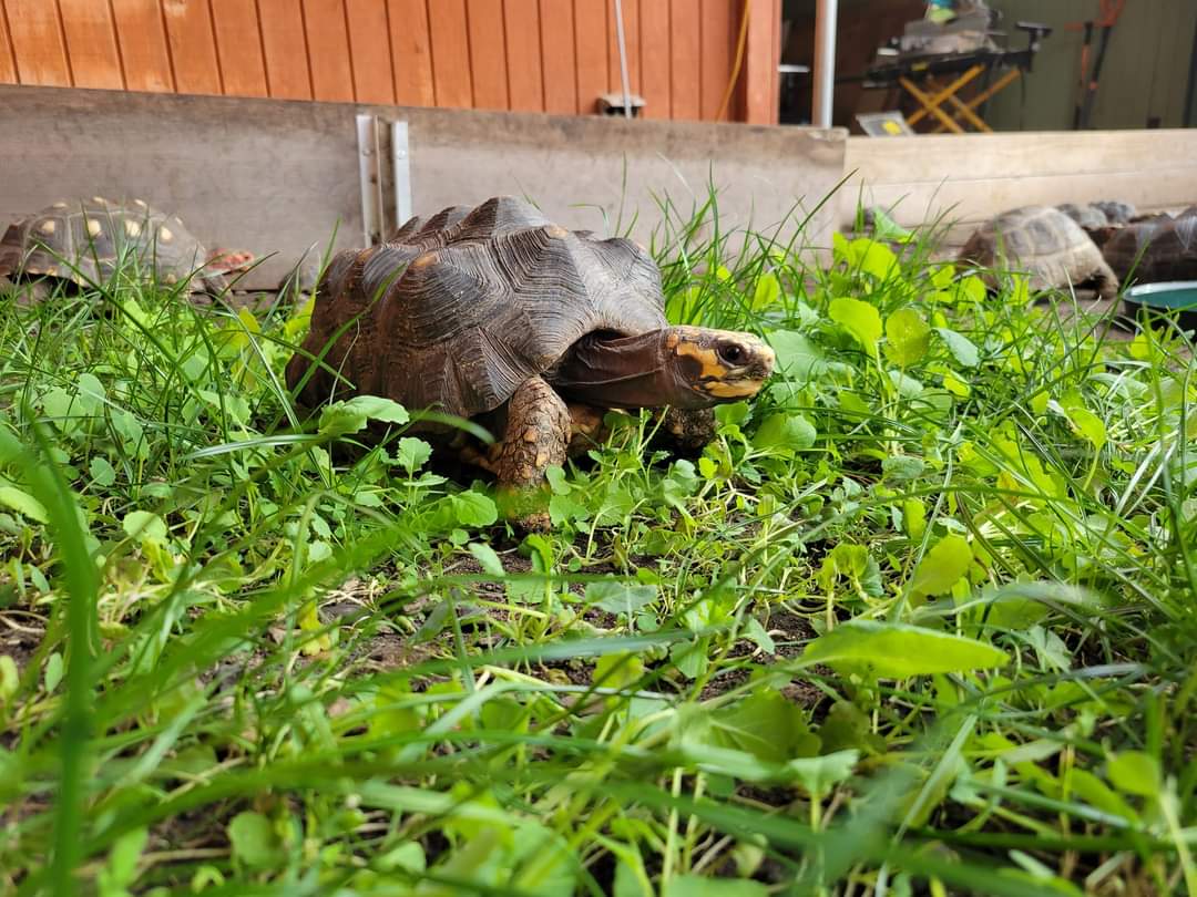 Our Facility – Big and Small Tortoise Rescue and Sanctuary