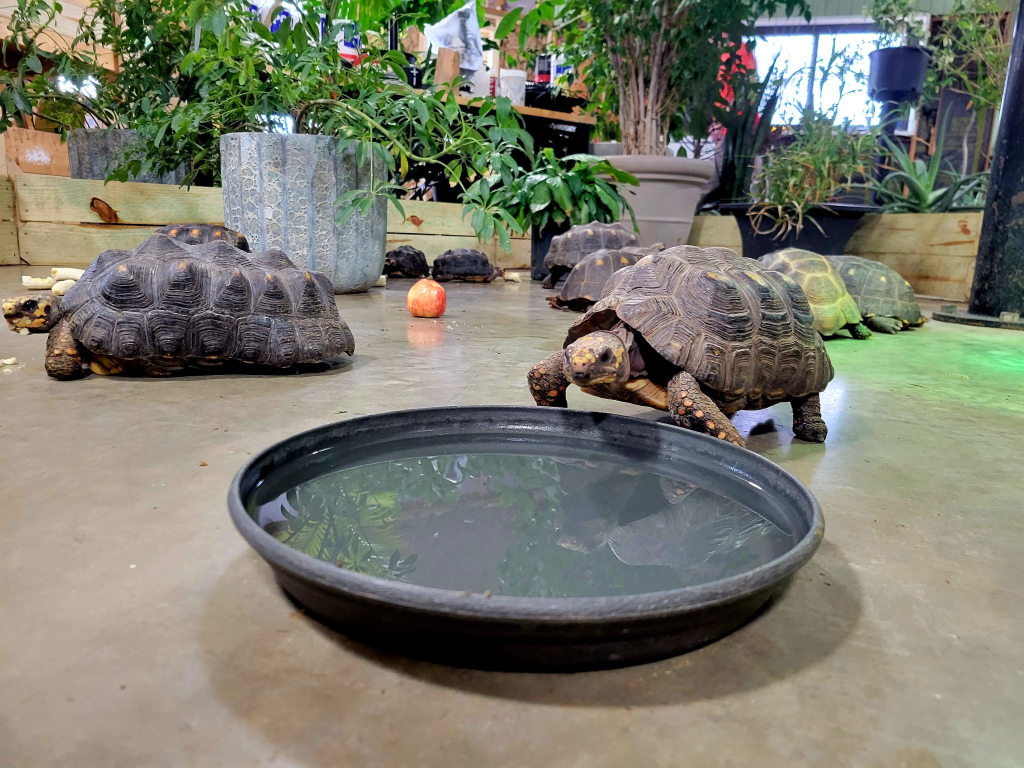 Sanctuary Tortoises – Big and Small Tortoise Rescue and Sanctuary