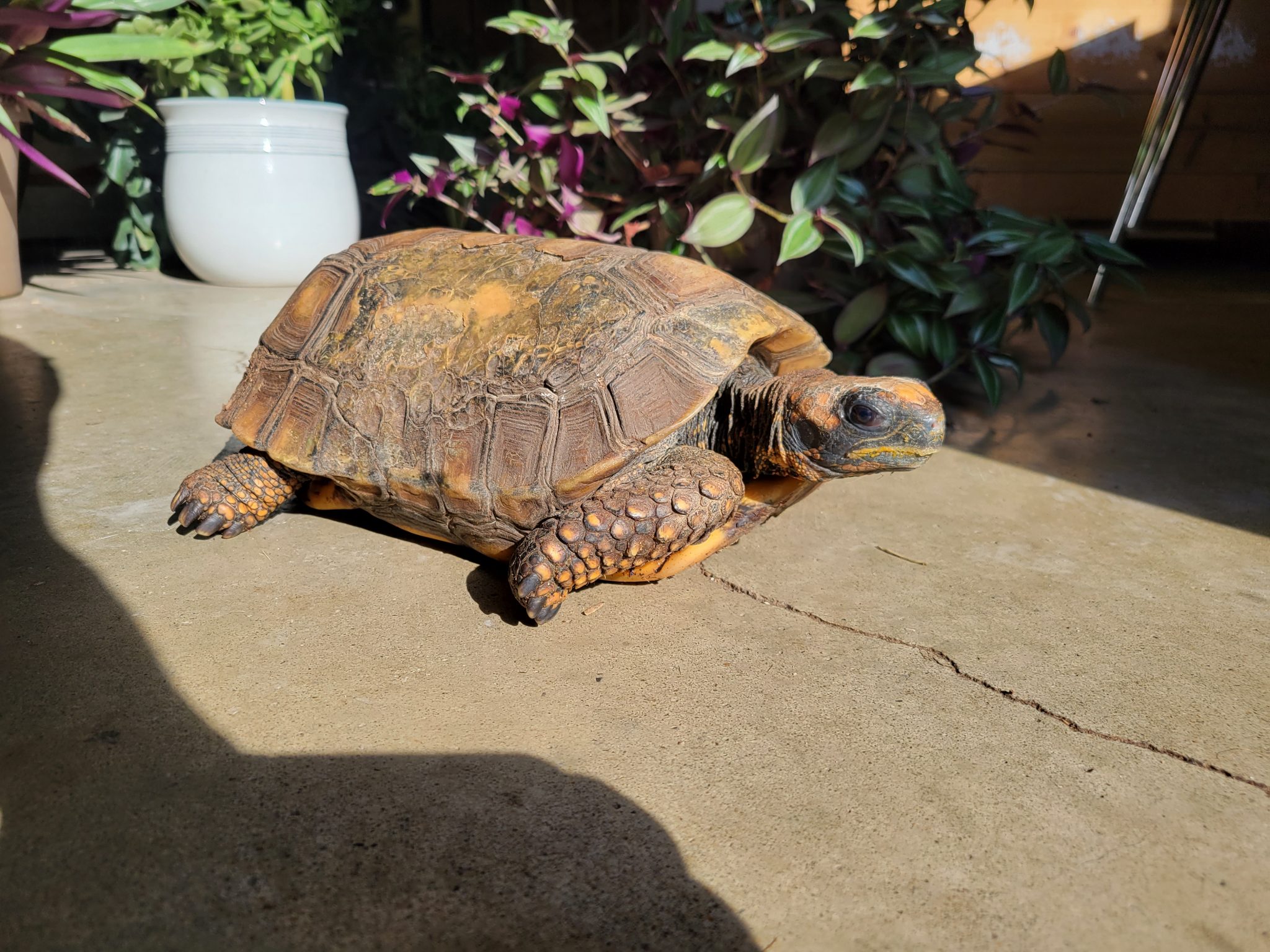 Sanctuary Tortoises – Big and Small Tortoise Rescue and Sanctuary