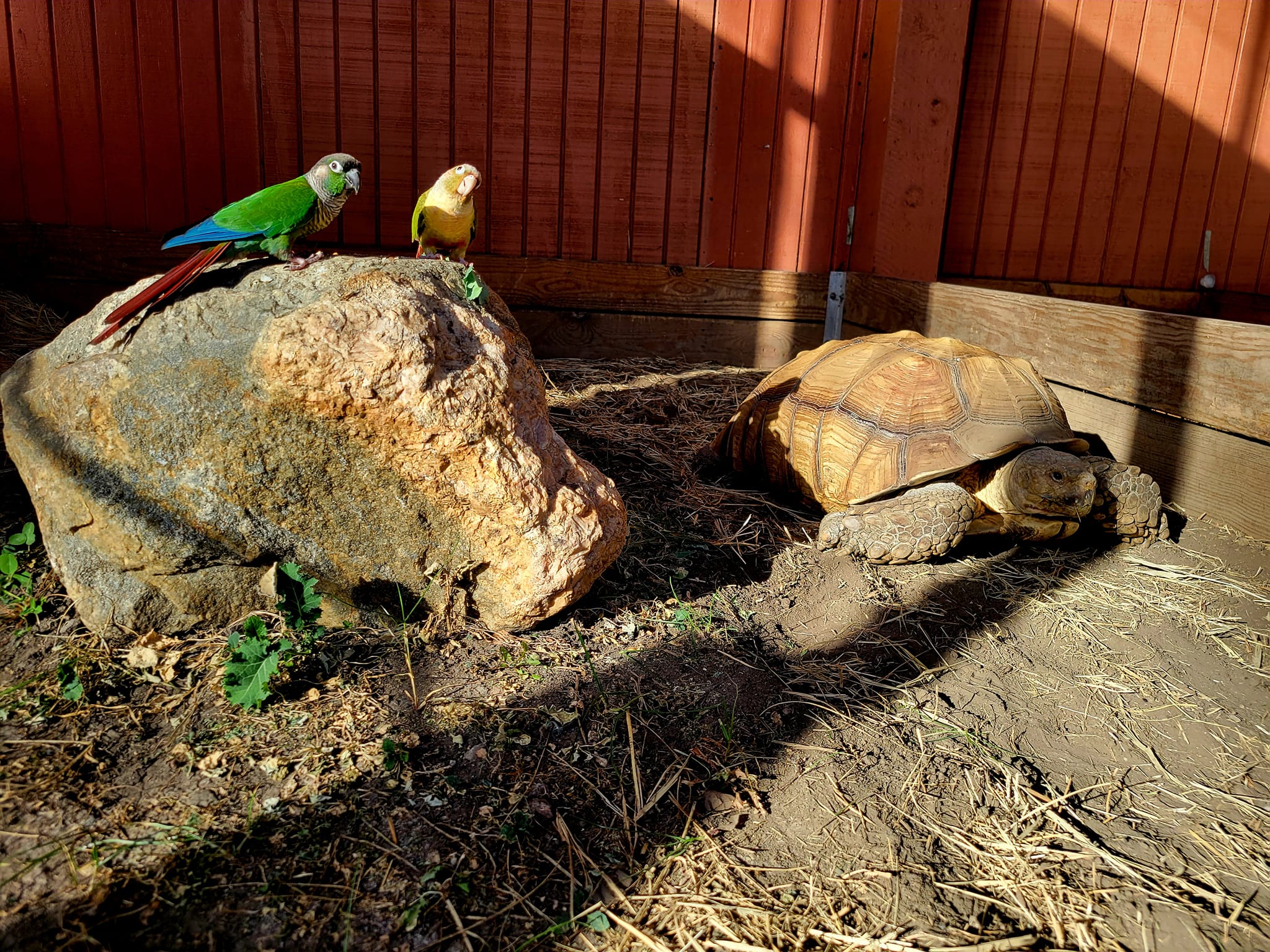 Parrot Surrender – Big and Small Tortoise Rescue and Sanctuary