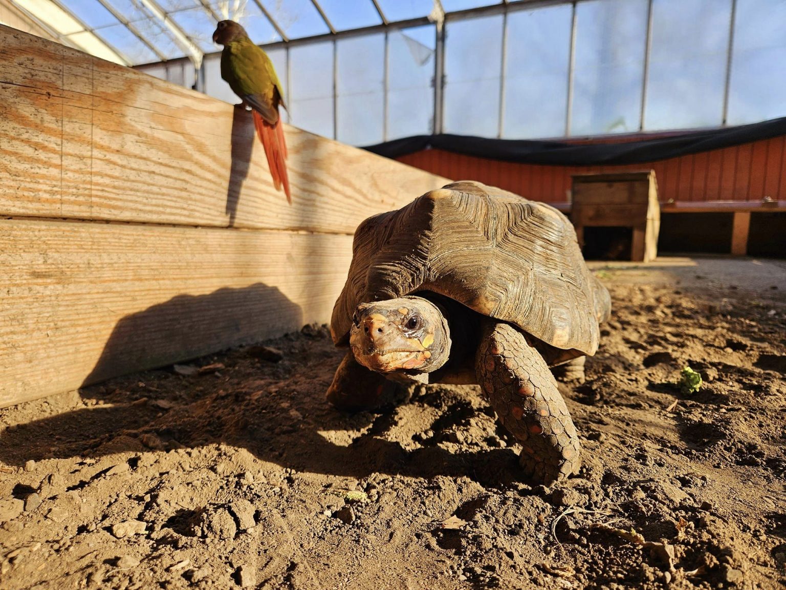Parrot Surrender – Big and Small Tortoise Rescue and Sanctuary