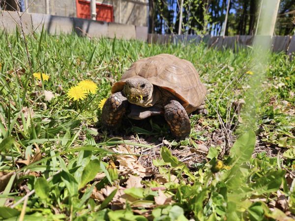 Tortoise Surrender – Big and Small Tortoise Rescue and Sanctuary